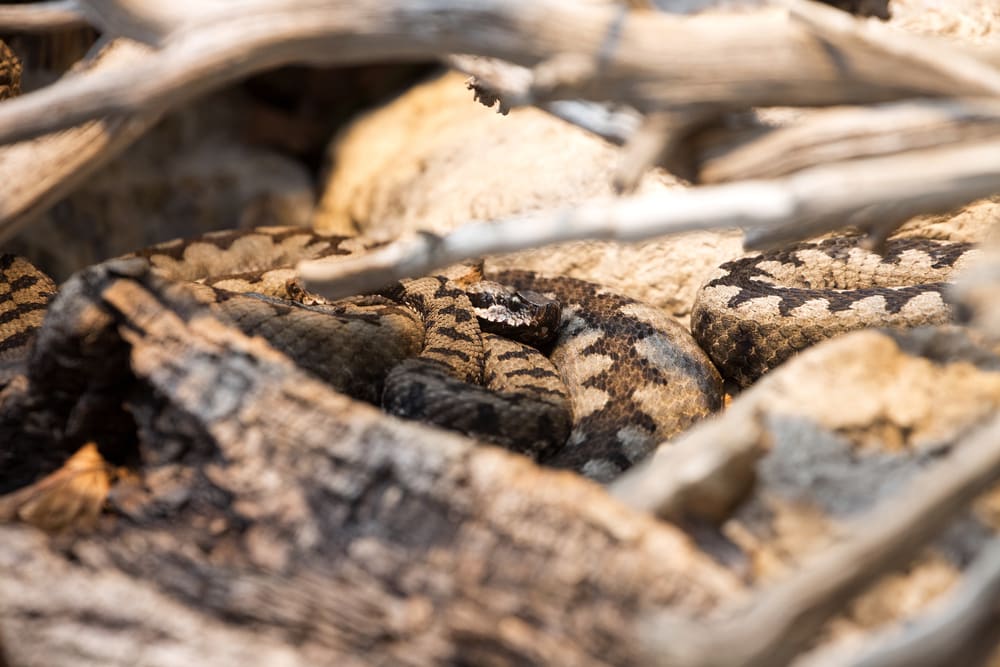 Heimische Schlangenarten bei uns in Deutschland